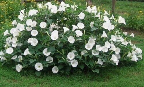 Datura Moonflower 10 Seeds Large White Trumpets Fragrant Sunset Bloomer ...