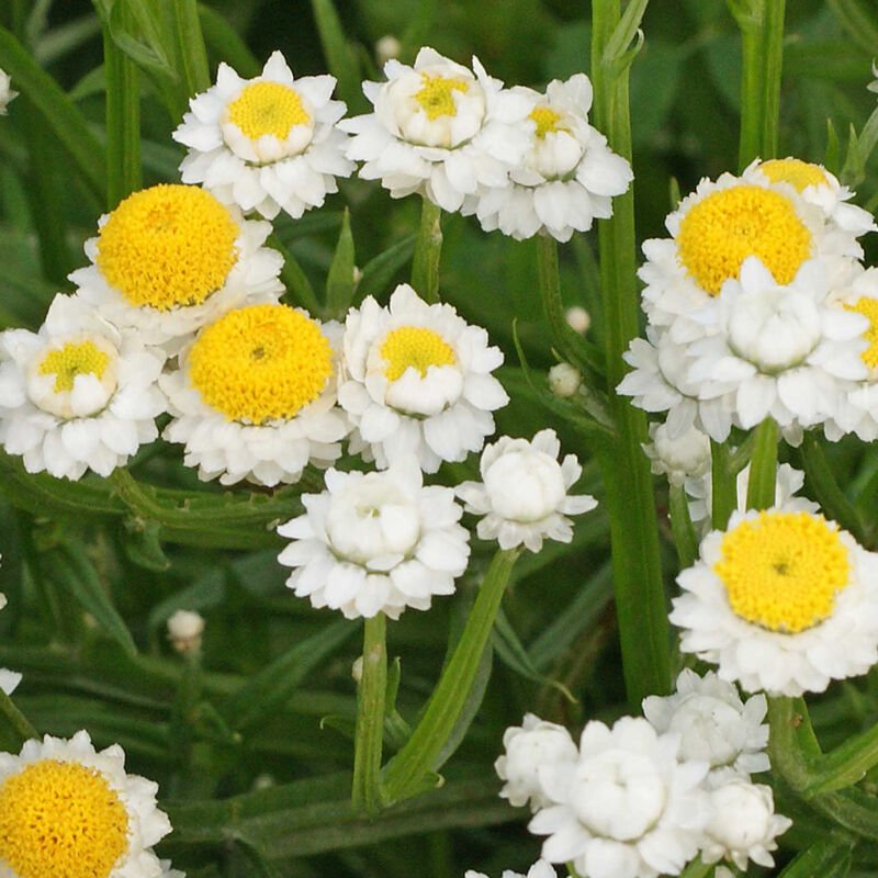 250 White Winged Everlasting Flower Seeds Ammobium Alatum LKY