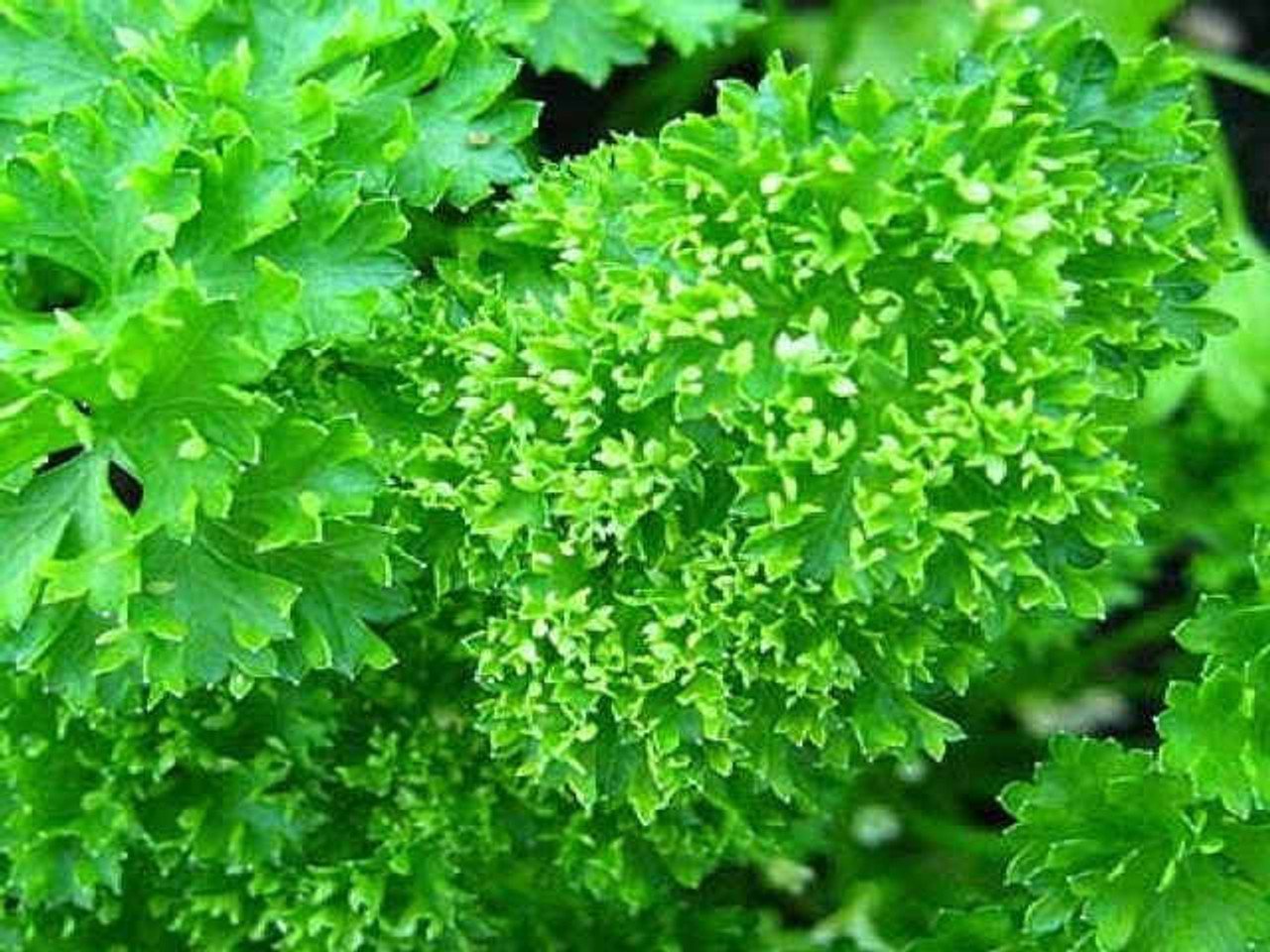 1000 Moss Curled Parsley Vegetable Seeds Petroselinum Crispym LKY