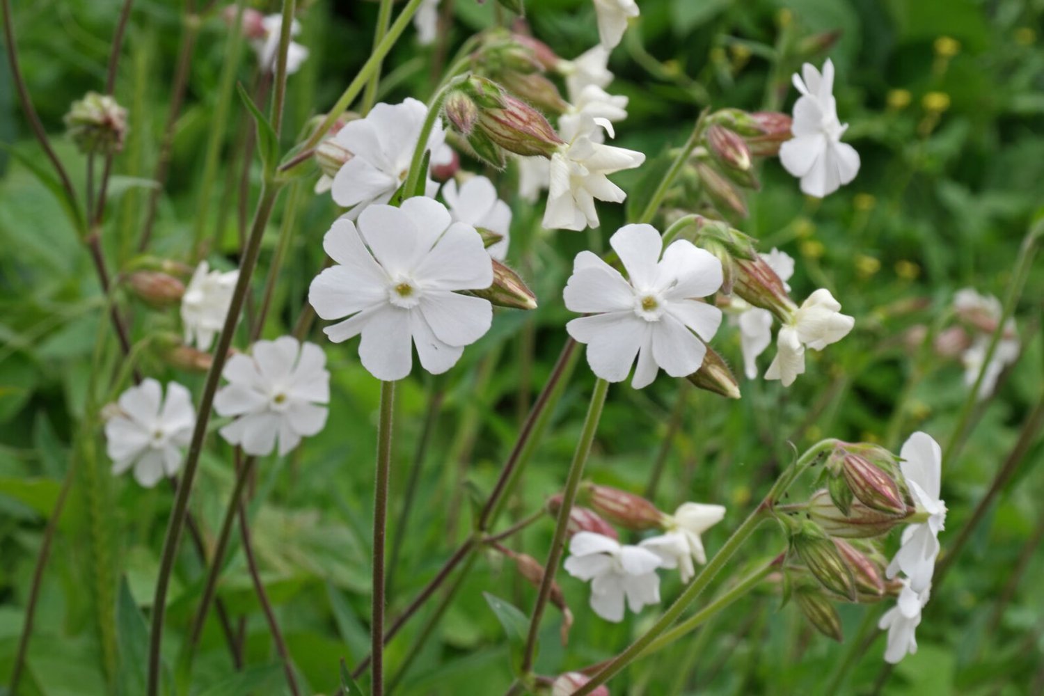 50 White Lychnis Rose Campion Flower Seeds Lychnis Coronaria Alba LKY