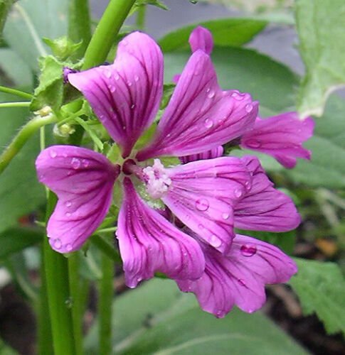 20 Mauritanian Malva Flower Seeds Malva Sylvestris var. Mauritania LKY