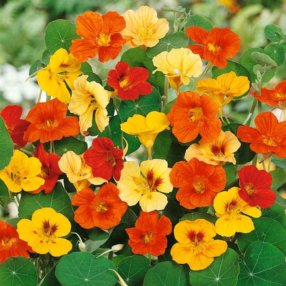 50 Dwarf Jewel Mix Nasturtium Flower Seeds Tropaeolum minus 'Jewel Mix' LKY