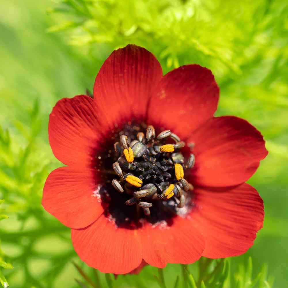 10 Adonis / Summer Pheasant’s Eye Flower Seeds Adonis Aestivalis LKY