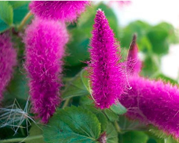 Acalypha Hispida Chenille Red-Hot Cattail Beautiful Grass 100 SEEDS T2