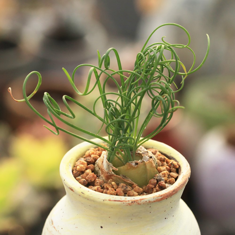 Albuca namaquensis Evergreen Spiral Grass 20 SEEDS
