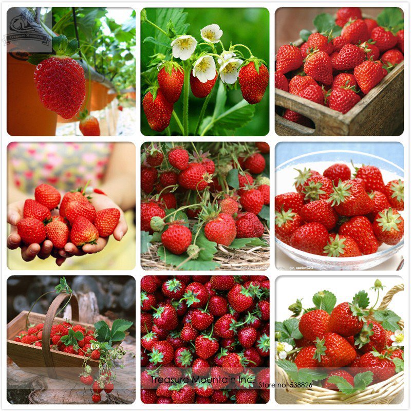 Heirloom 9 Varieties of Red Organic Strawberry 100 SEEDS