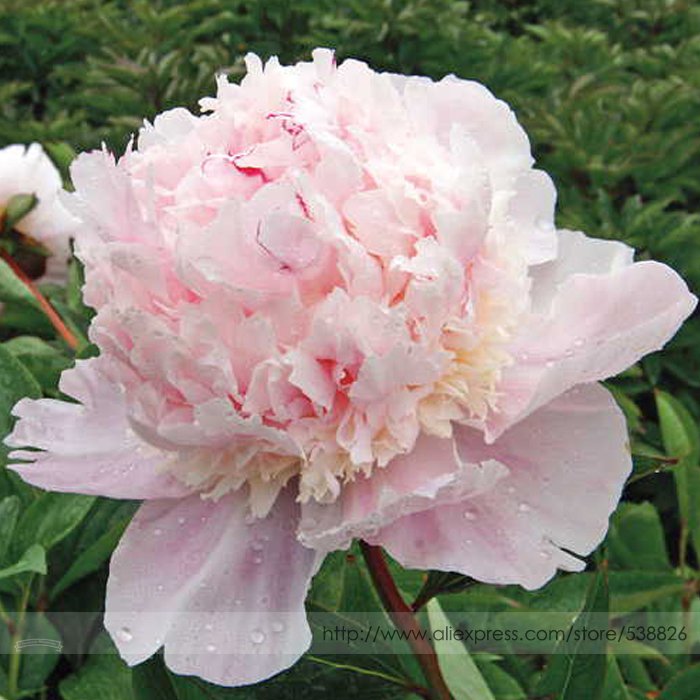 5 SEEDS Rare Many Petaled Bowl-shaped Pink Peony Garden Flowers