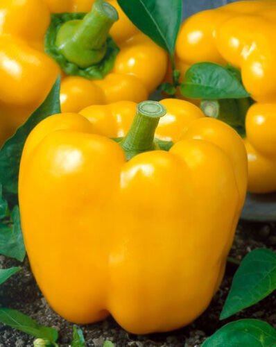 Golden California Wonder Bell Pepper 20 SEEDS Sweet Bulk Yellow Rare