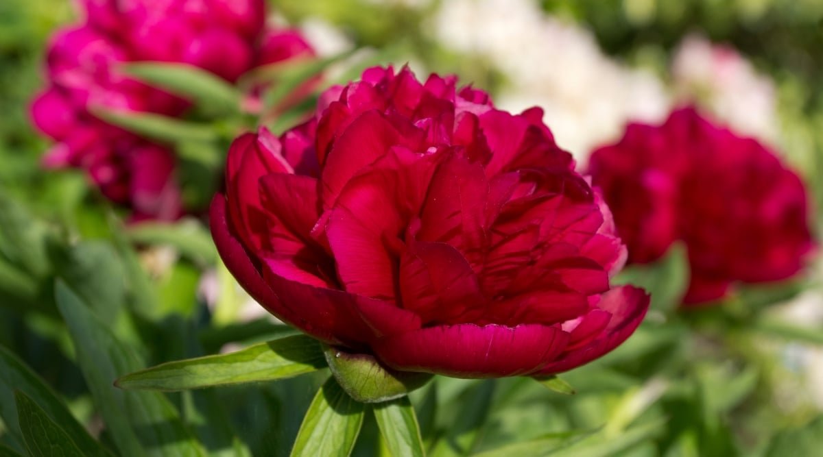 Rare Red Flag Fly Tree Peony Strong Fragrant Flower 5 SEEDS