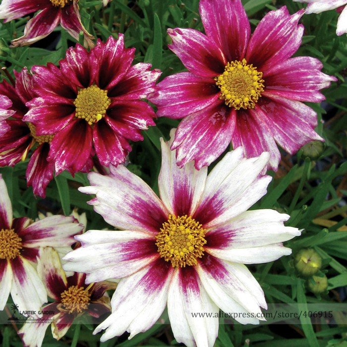 Rare Changeable Colors Li'l Bang Starlight Coreopsis Flower 20 SEEDS