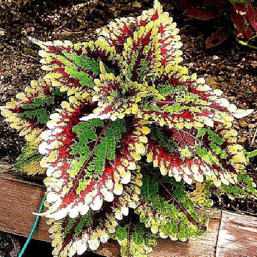 Rare Coleus Foliage s 30 T2 SEEDS