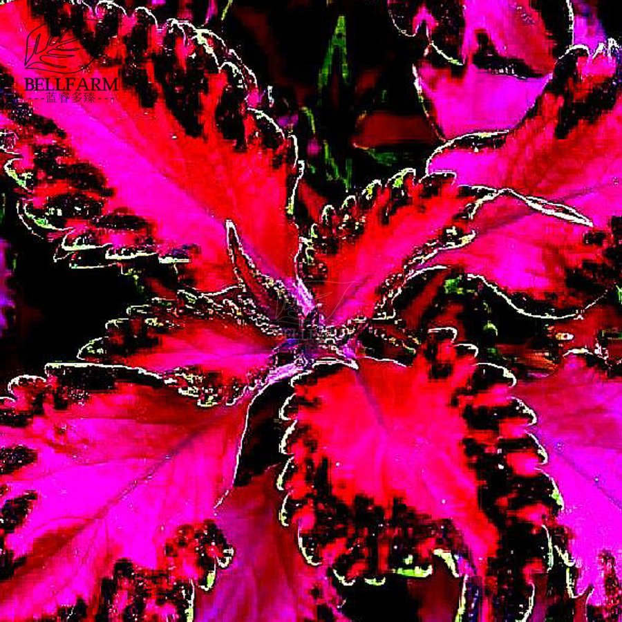 Rare Coleus Foliage s 30 T4 SEEDS