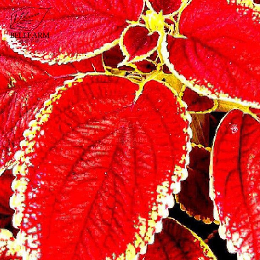 Rare Coleus Foliage s 30 T9 SEEDS