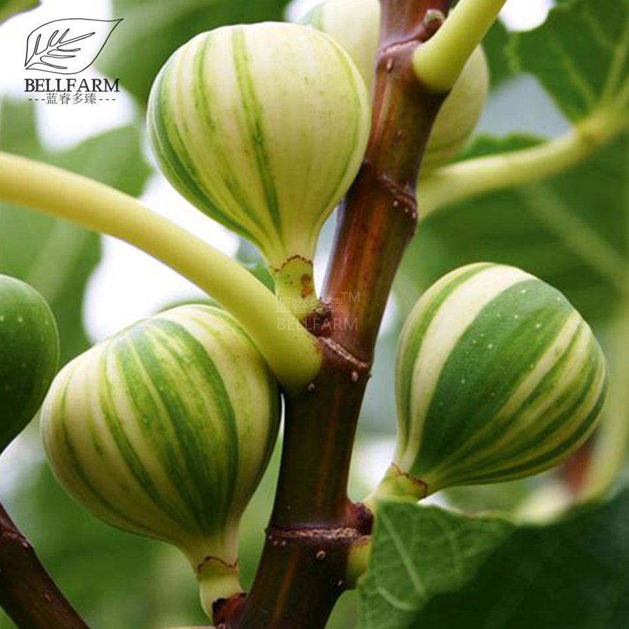 6 Ficus Carica 'Panache' Tiger Stripe Fig Black Red Fig Tree Organic T3 ...