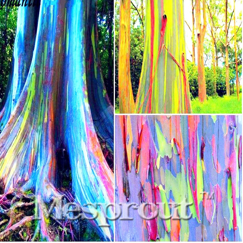 Rare Rainbow Tree Eucalyptus Deglupta Mindanao Gum 100 SEEDS