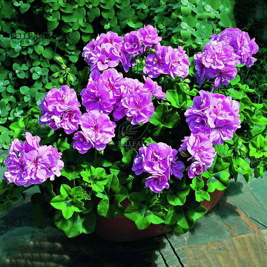 Geranium Fully Purple Double Petals Ball Typed Flowers 10 Hybrid Dense ...