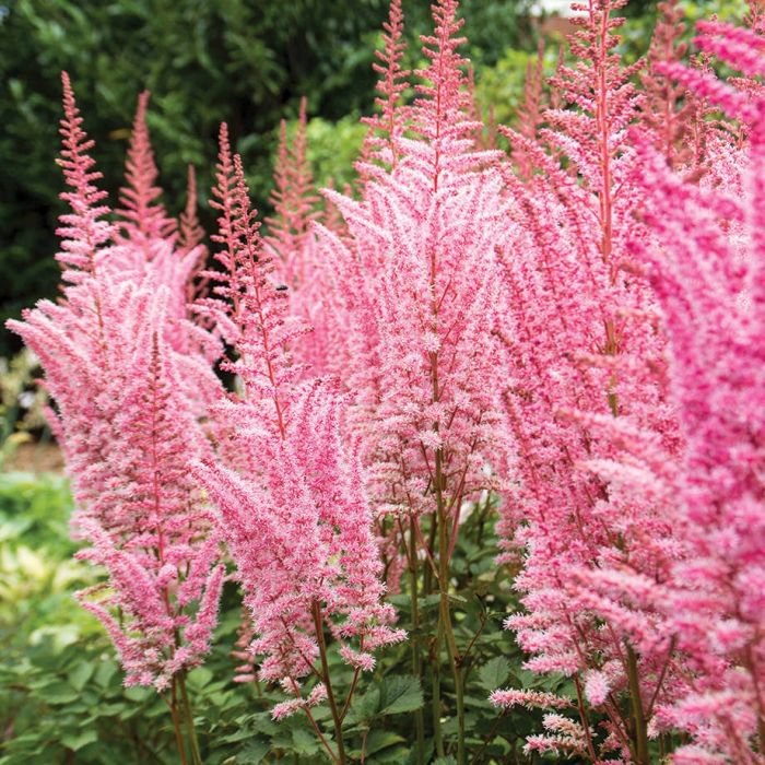 Mighty Pip Astilbe Flower 100 SEEDS Huge Astilbe with Huge Blooms