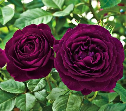 New Dark Purple Climbing Rose Flower Organic 50 SEEDS