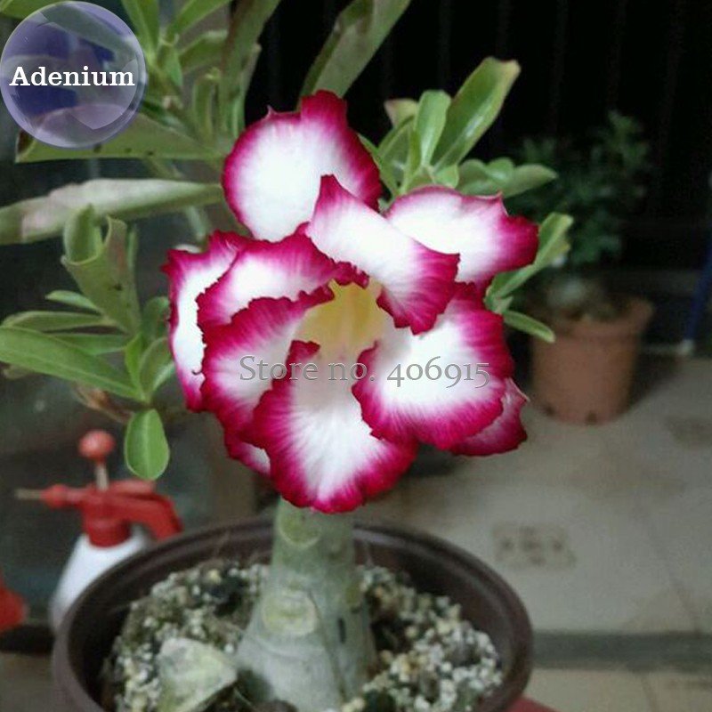 Cyclone' Double Adenium Desert Rose 2 white petals with rose red edge SEEDS