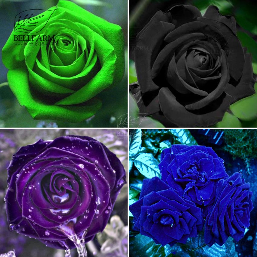 mix Rose 4 Types of Blue Black Purple Blue Rose Flowers 50 T1 SEEDS