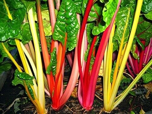 Northern Lights Mix 60 Swiss Chard intense colors Bulk SEEDS
