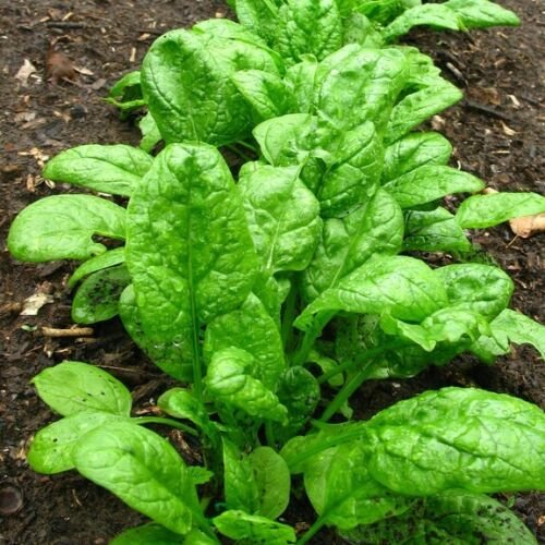 Giant Noble Spinach 200 Huge Leaves SEEDS