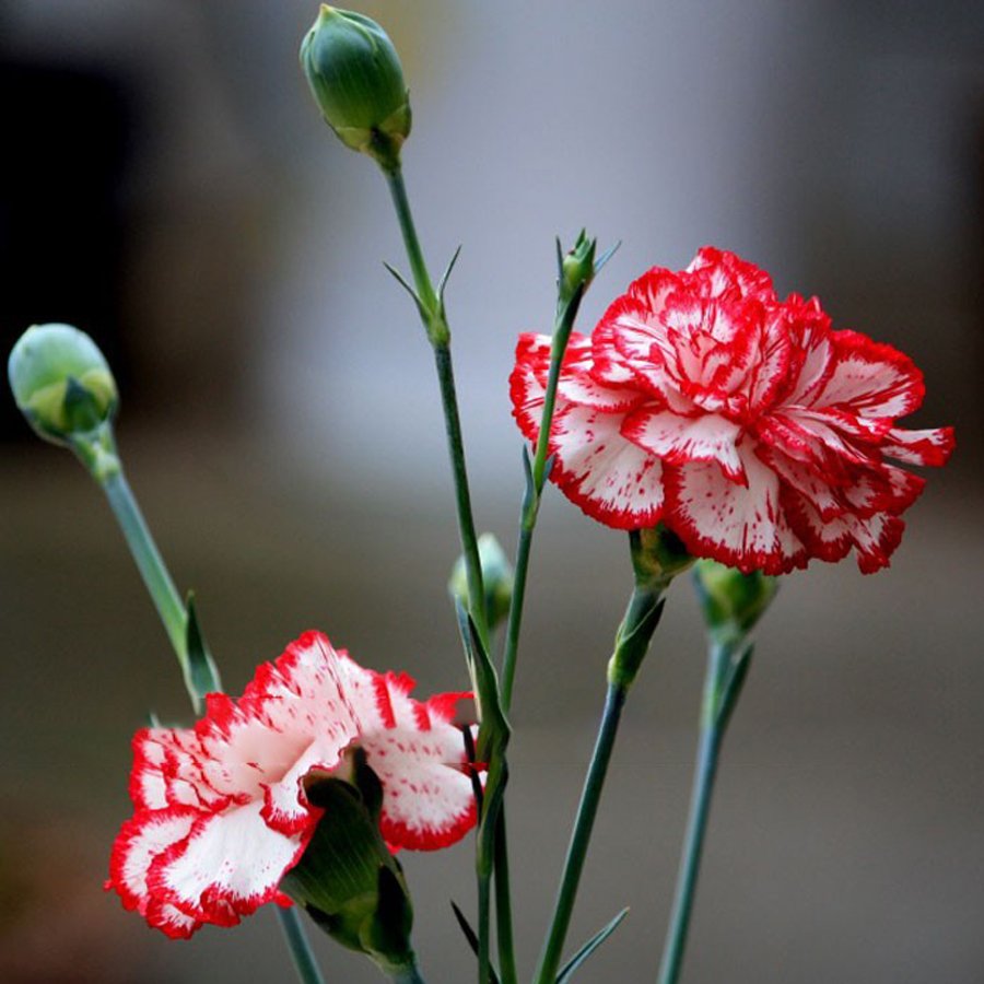 200 Dianthus Caryophyllus Carnation Flower T2 SEEDS