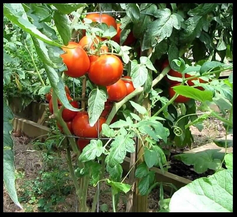 Homestead Tomato 6400 SEEDS