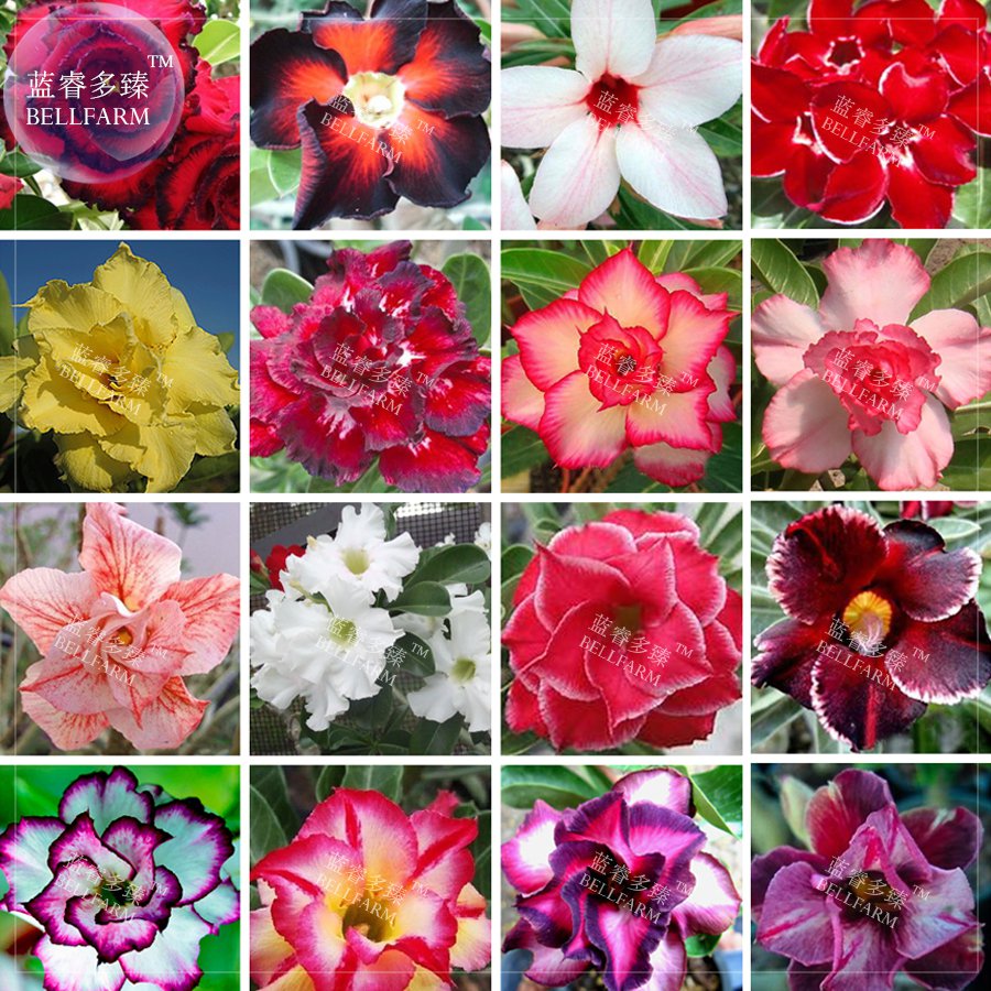 Bonsai Adenium Mixed 16 Colors Big Blooms Flowers 100 SEEDS