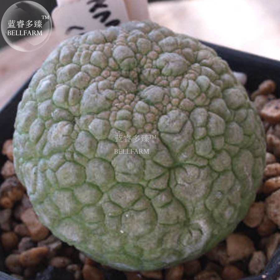1PC Rare PSEUDOLITHOS sphaericus SEEDS perennial Lovely Succulent Perennial
