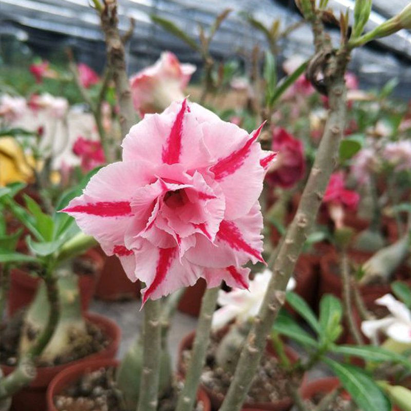 Adenium SEEDS Red White Red StripeWhite Red Edge ect Double Single ...