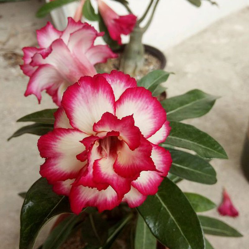 Adenium SEEDS Red White Red StripeWhite Red Edge ect Double Single ...