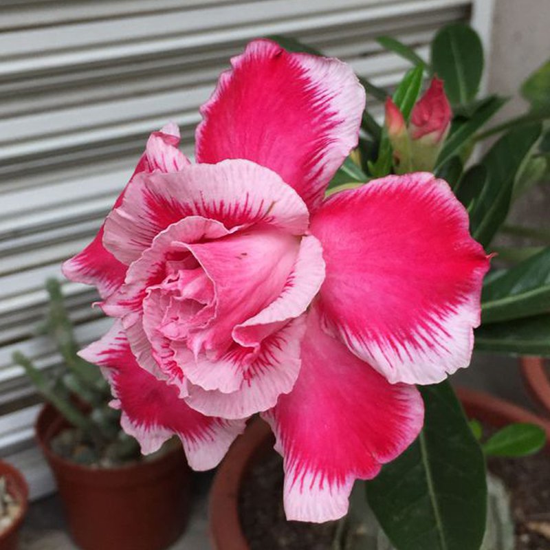 Adenium SEEDS Red White Red StripeWhite Red Edge ect Double Single ...