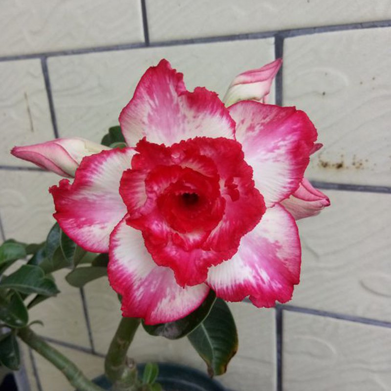 Adenium SEEDS Red White Red StripeWhite Red Edge ect Double Single ...