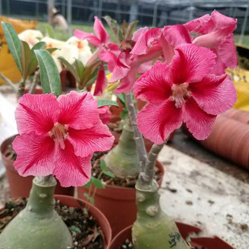 Adenium SEEDS Red White Red StripeWhite Red Edge ect Double Single ...