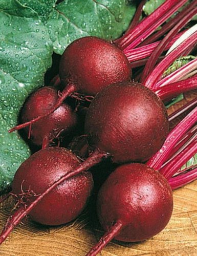 Ruby Queen Beet 18K SEEDS Buttery Retains color Exceptionally tender Bulk