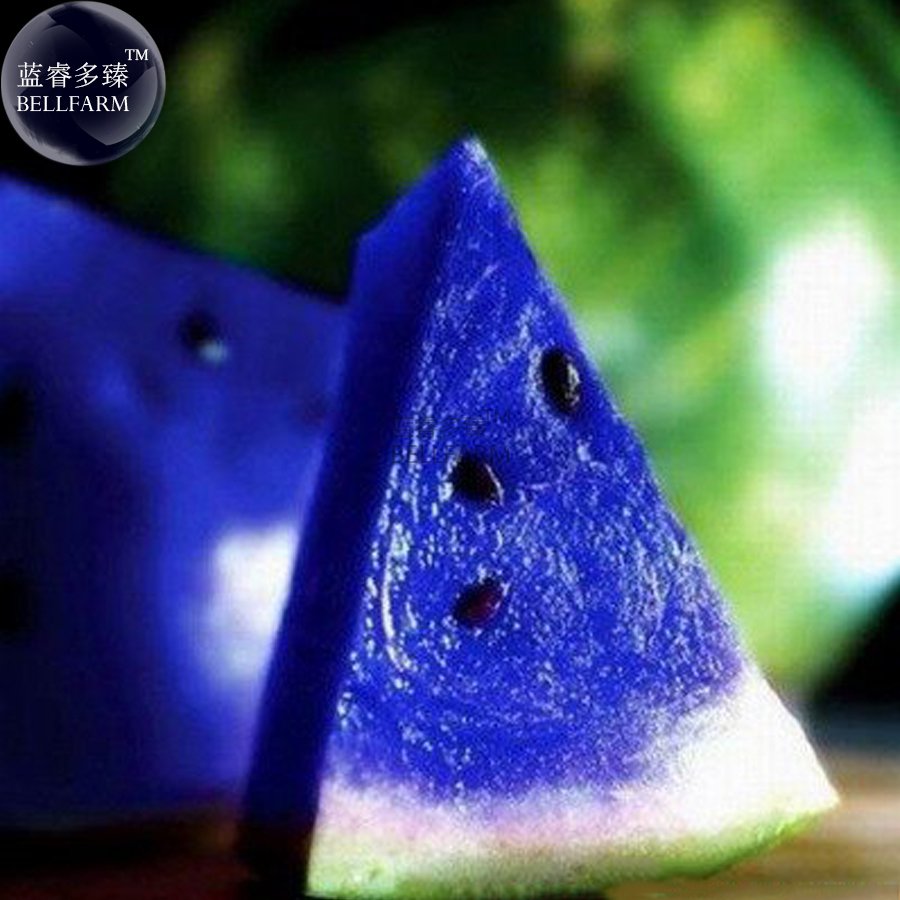 Rarest African Blue Watermelon 10 10% Sugar Juicy Edible Water Melon Seeds