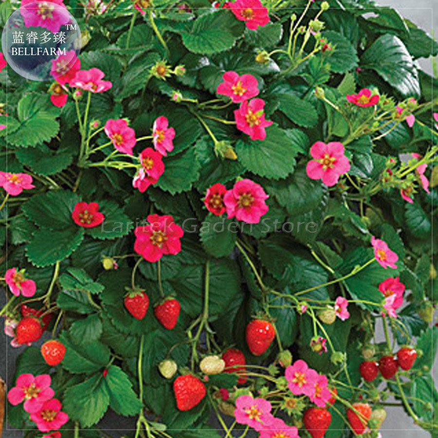 Pikan Strawberry 100 red fruits pink flowers Seeds