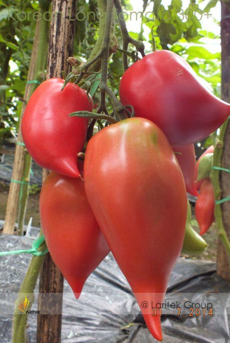 Rare Korean Long Tomato 300 Seeds