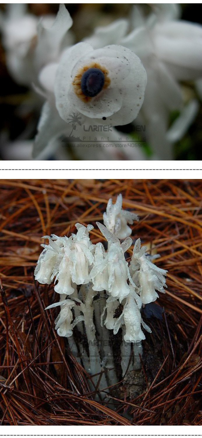 10 Monotropa Uniflora Indian Pipe Cheilotheca Humilis White Flowers Seeds