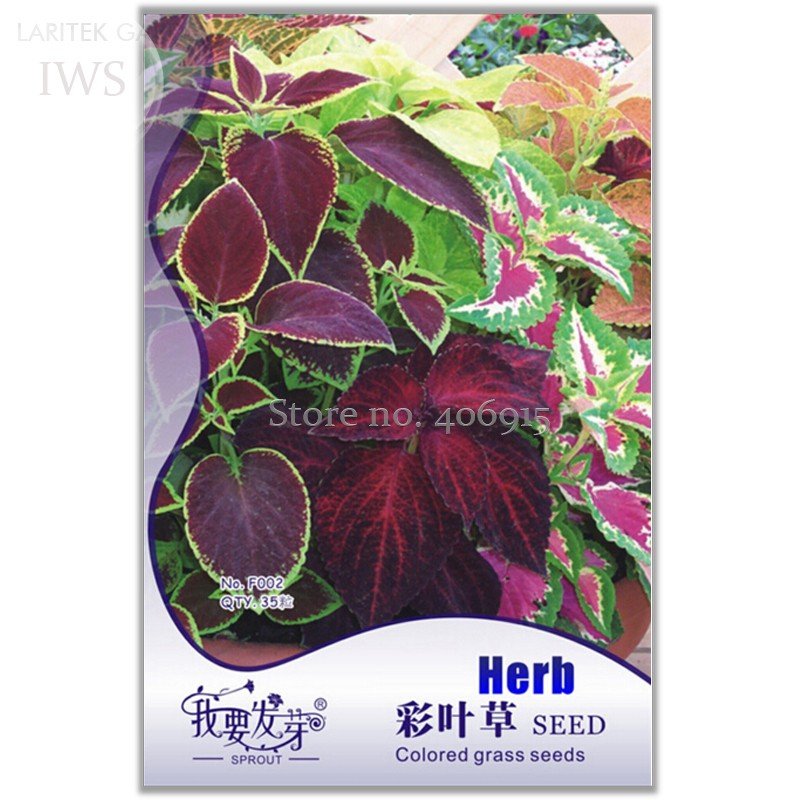 Rare Coleus Blumei Rainbow Series Garden 35 hardy and adaptable decorative plants Seeds