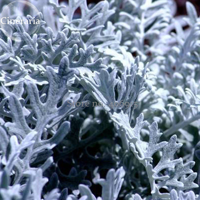 Senecio cineraria Silver Dusty Miller Herb Plants 20 mosquito repellent ...