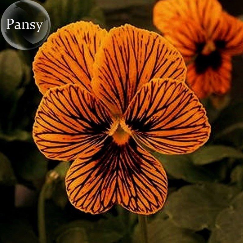 Viola Tiger Eye Pansy Flowers 20 handy bonsai plants Seeds