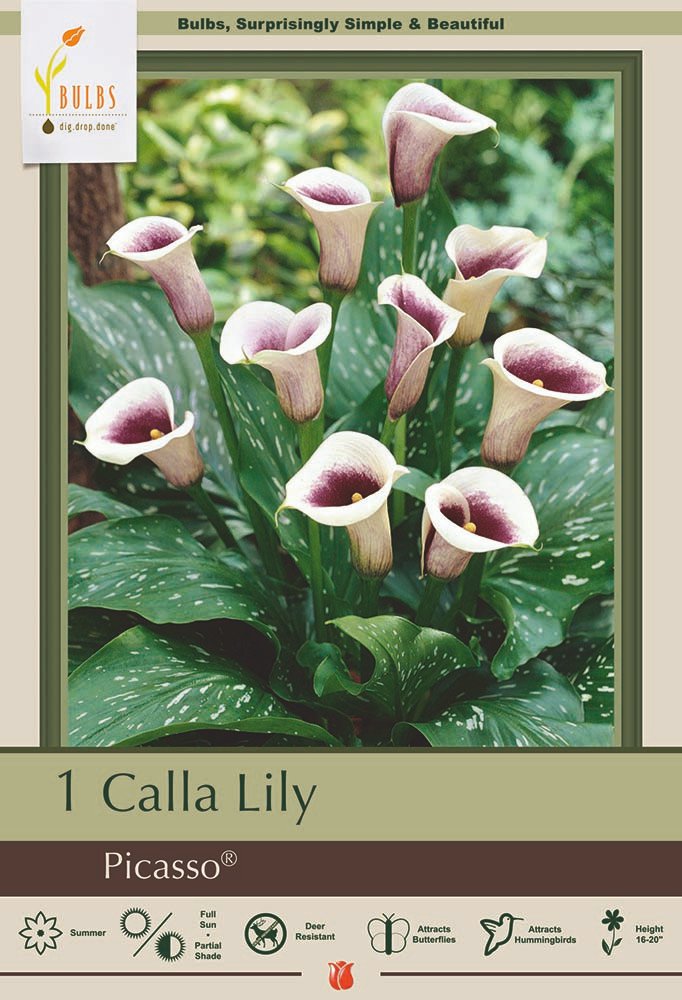 Picasso Calla Lily Bulb 1416 cm Bulb Mint Green and Soft Violet