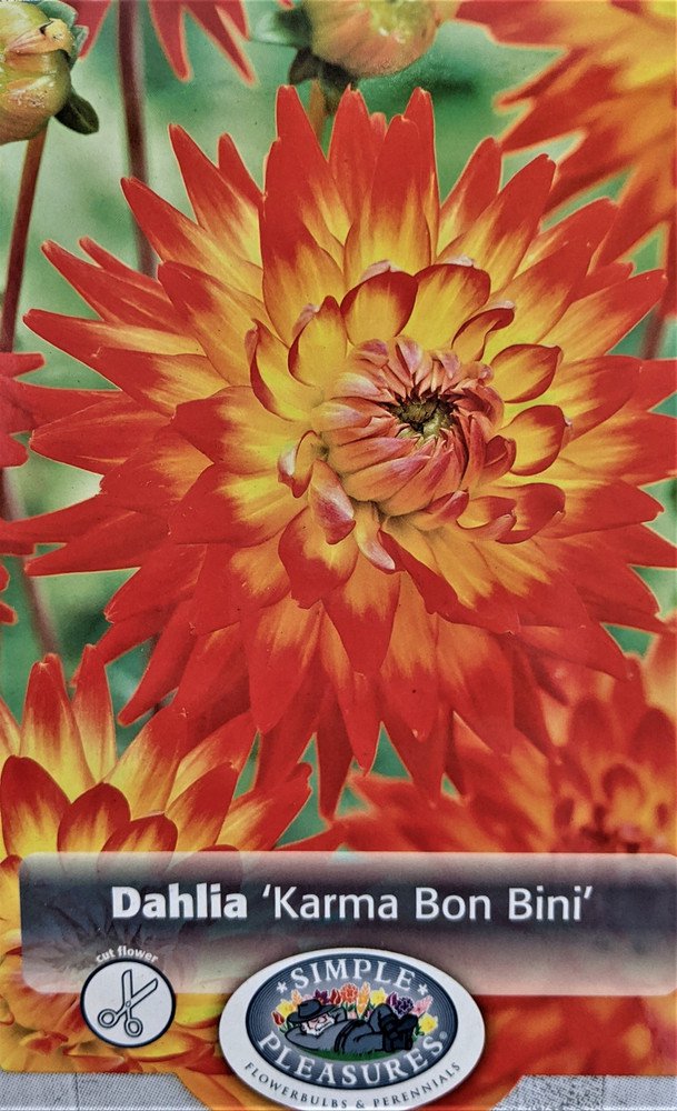 Karma Bon Bini Cactus Dahlia Firey Red Yellow Centers #1 Size Root Clump