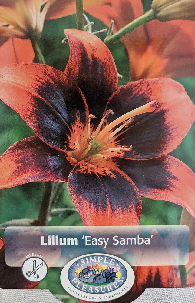 Easy Samba Asiatic Lily 3 Bulbs Rich Purple & Maroon 1416cm Bulbs
