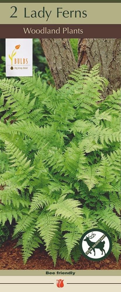 Hardy Lady Fern Athyrium filixfemina SHADE 2 Top Size Roots