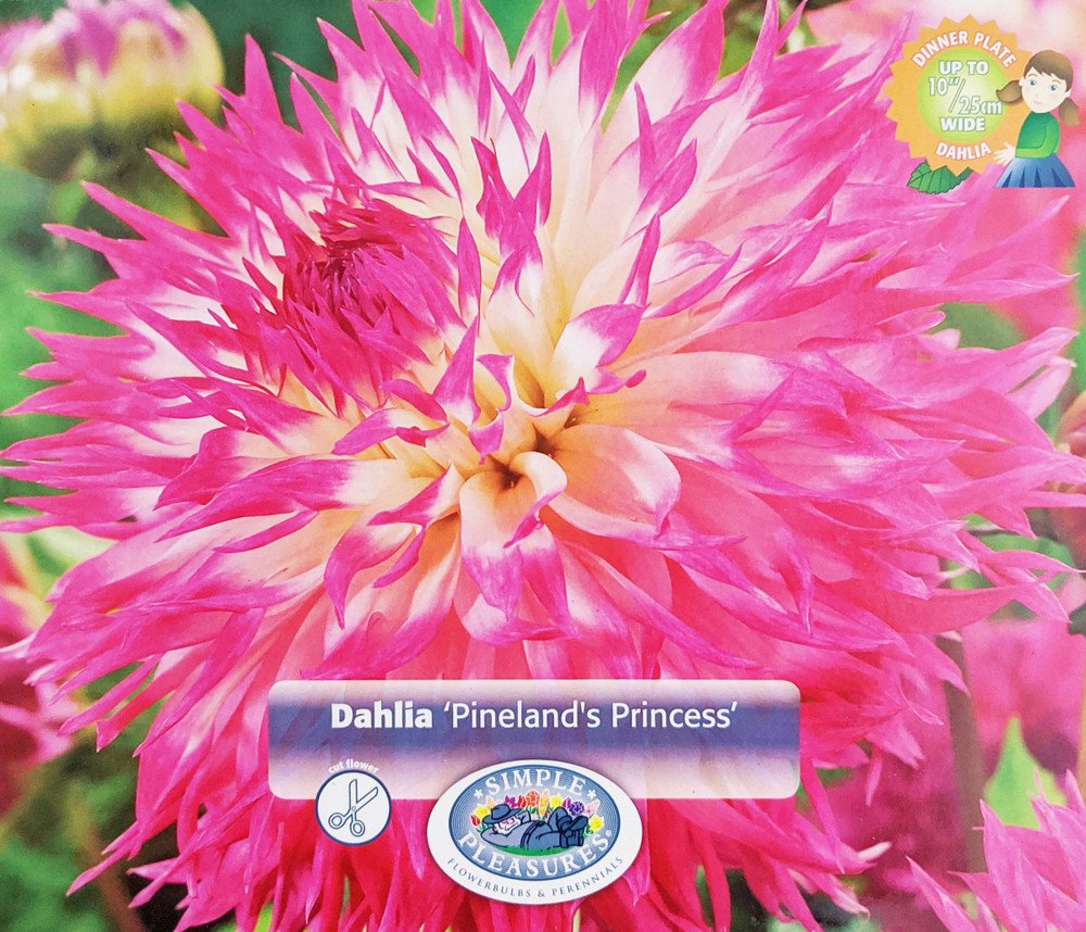 Pineland's Princess Fubuki Dahlia 2 Top Size Root Clumps Dinnerplate ...