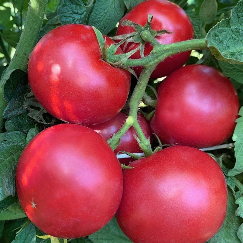 Eva Purple Ball Tomato