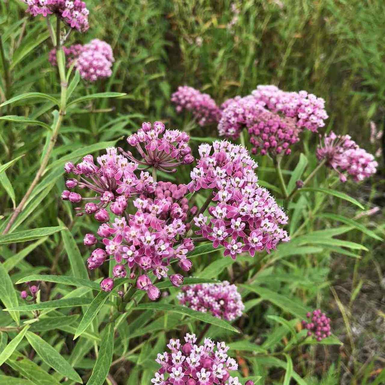 30+ seeds Swamp Milkweed Asclepias Incarnata Perrenial Usa Butterflies Bees